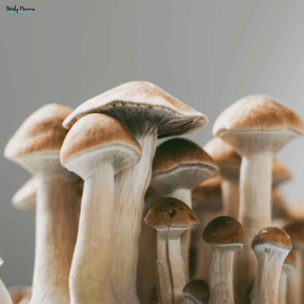 Trinity Mushroom Strain: Updated 2025 Guide - Nerdy Mamma