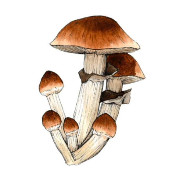 Trinity Mushroom Strain: Updated 2025 Guide - Nerdy Mamma