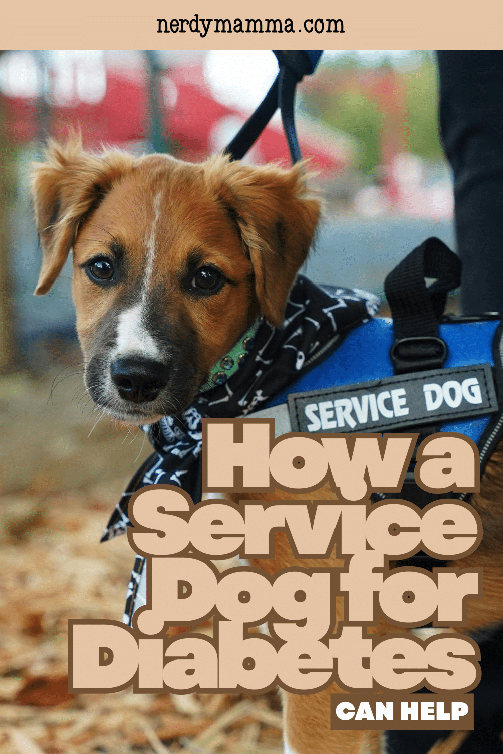 How a Service Dog for Diabetes Can Help - Nerdy Mamma